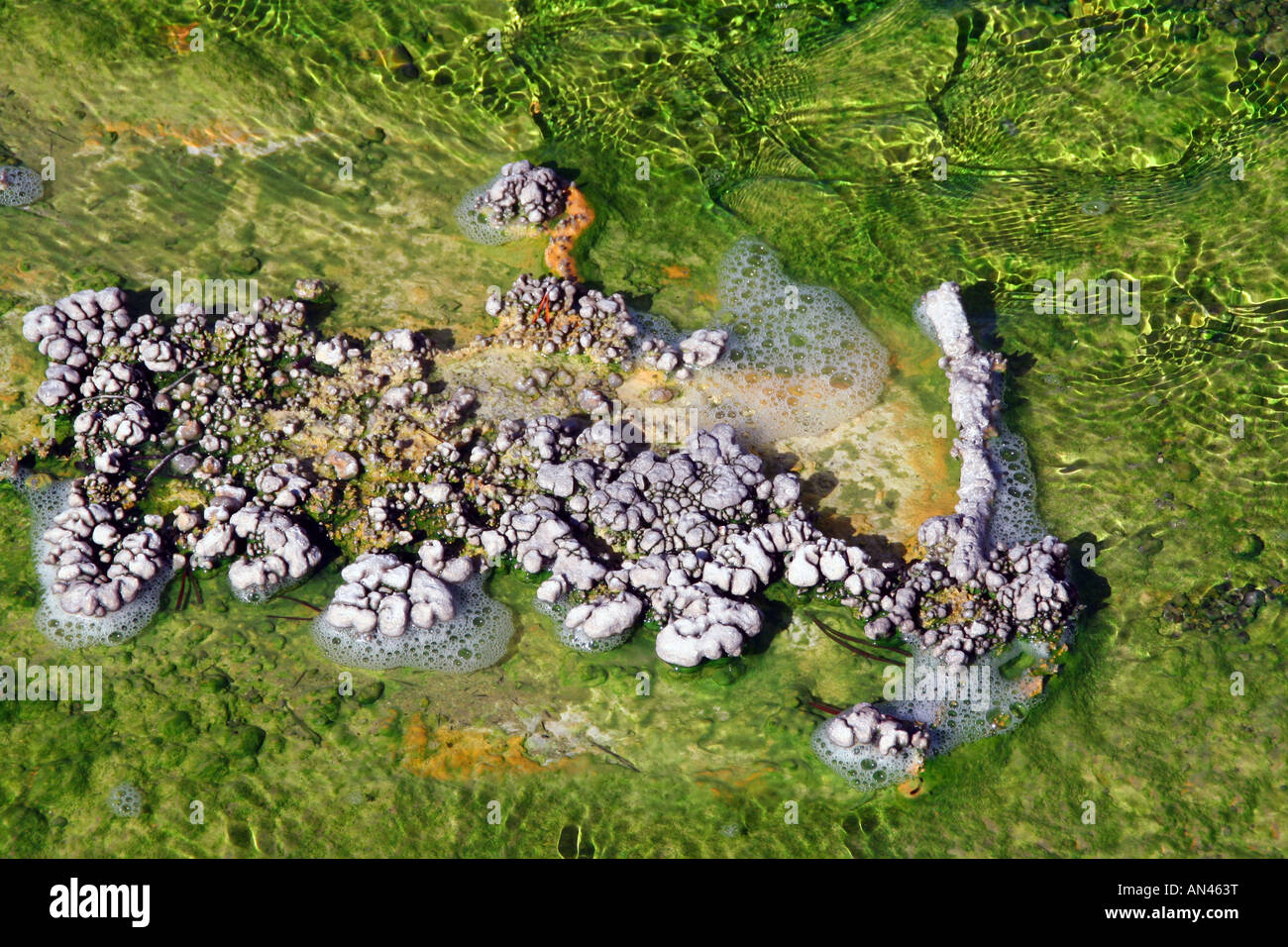 Runoff channel near Whirligig Geyser, Porcelain Basin, Norris Geyser ...