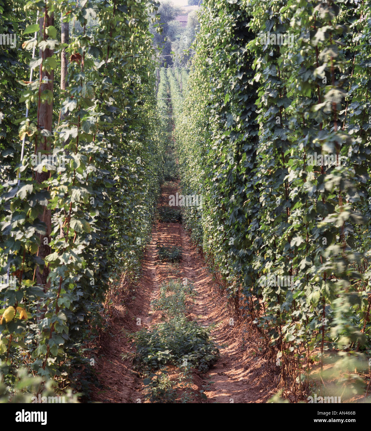 Hop Fields High Resolution Stock Photography and Images - Alamy