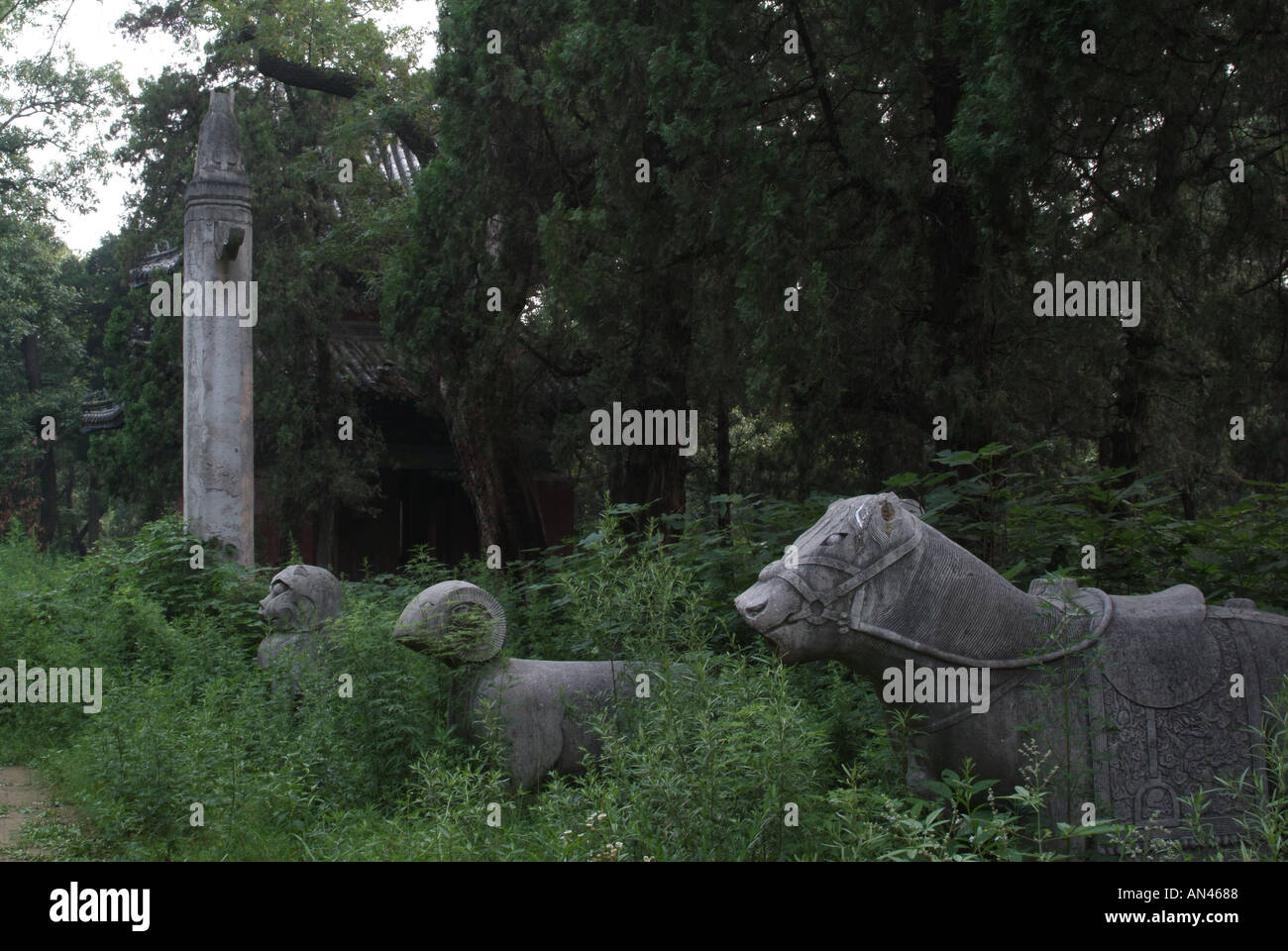 Sheep Ancestor High Resolution Stock Photography and Images - Alamy