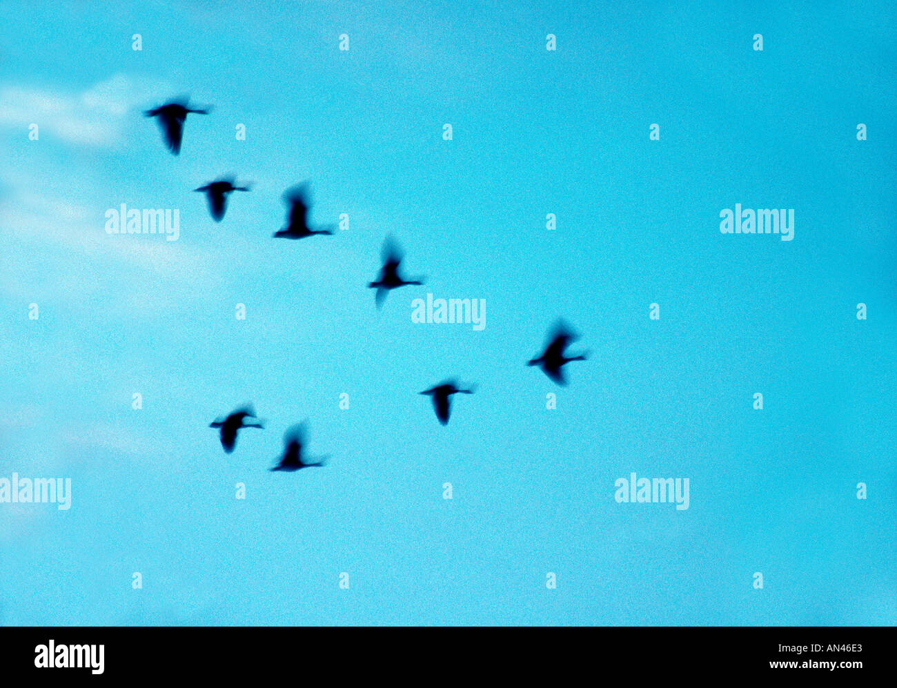 Flying vee hi-res stock photography and images - Alamy