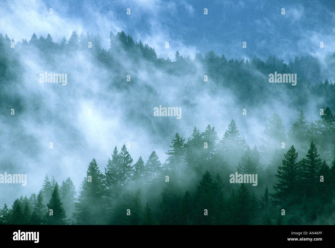 Fog lifting from Redwood trees Stock Photo - Alamy