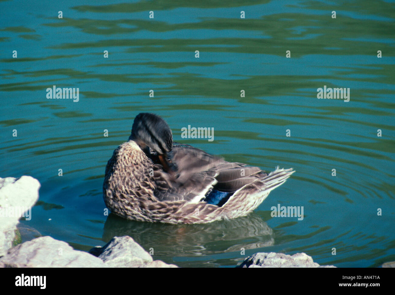 Female duck mallard grooming hi-res stock photography and images - Alamy