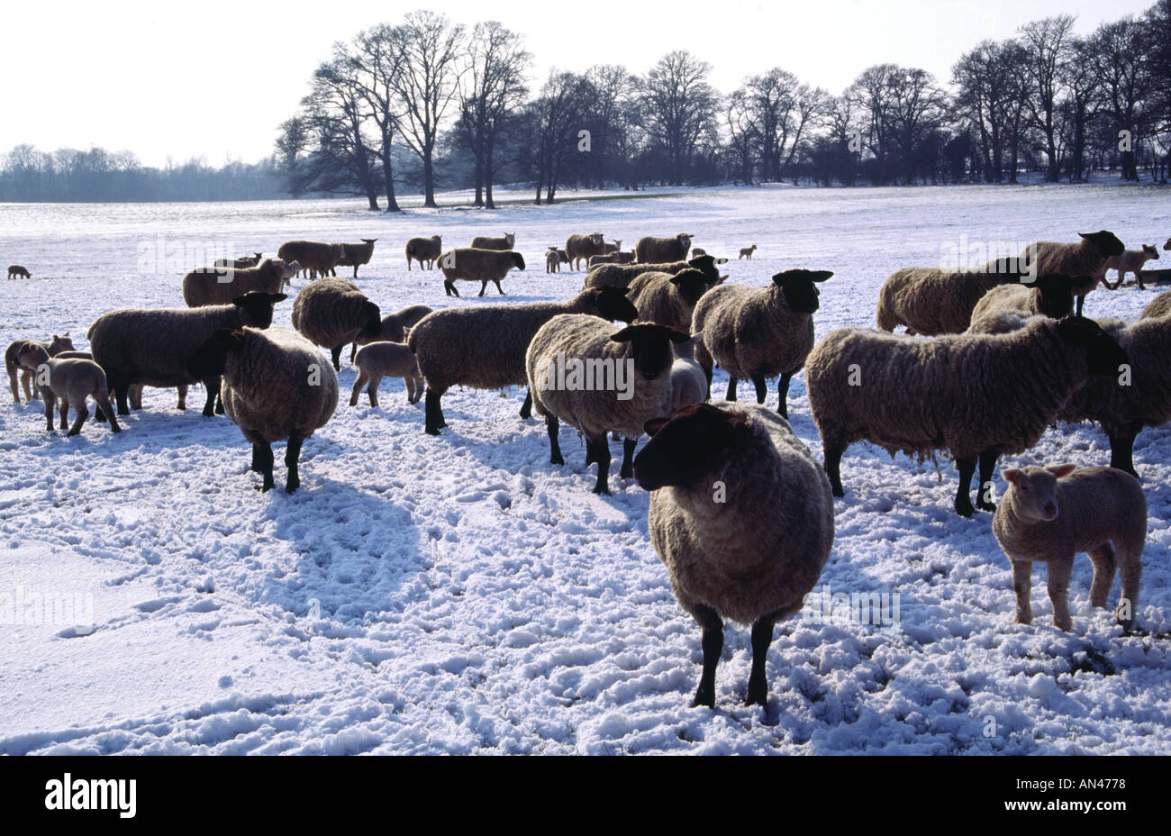 Sheep and lambs in snow Northamptonshire England Stock Photo - Alamy