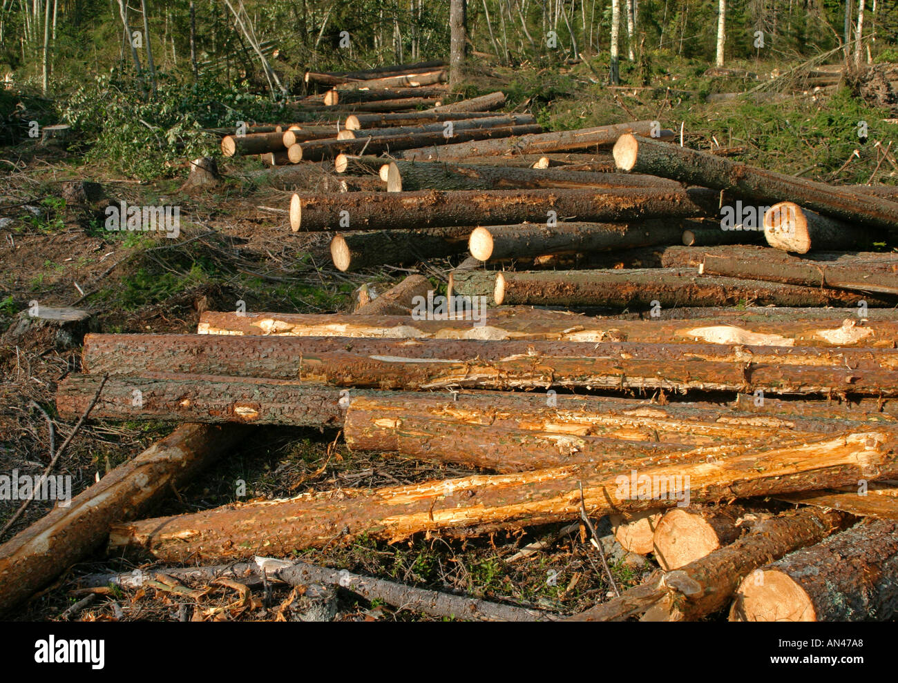 Pile of freshly cut pine and spruce logs laying on the ground , Finland ...