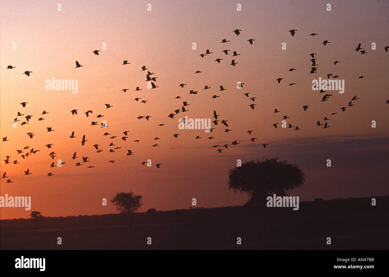 Egyptian Geese Waza National Park Northern Cameroun West Africa ...