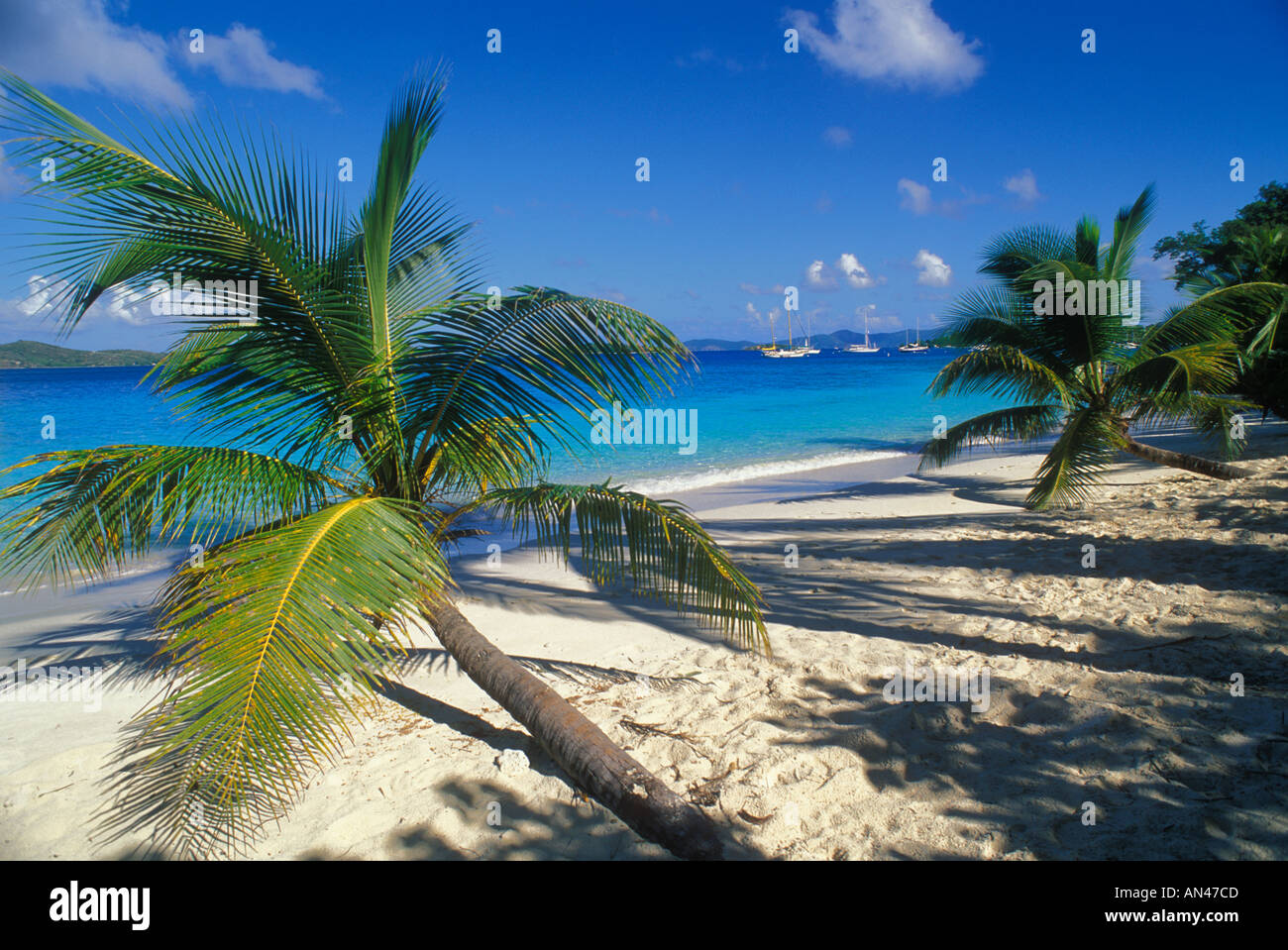 Palm trees on the beach on St John in the US Virgin Islands Stock Photo ...