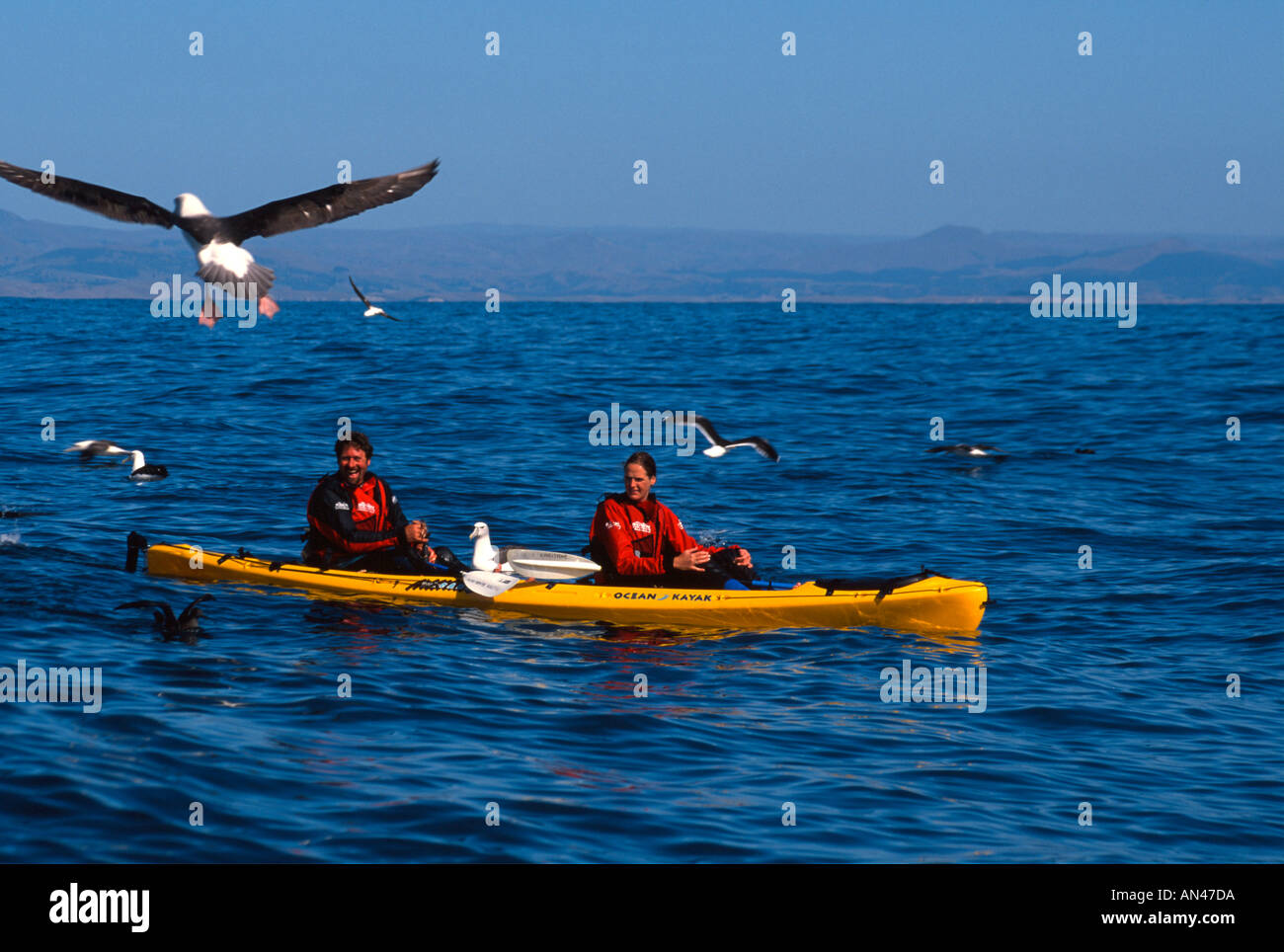 Mollyhawk hi-res stock photography and images - Alamy