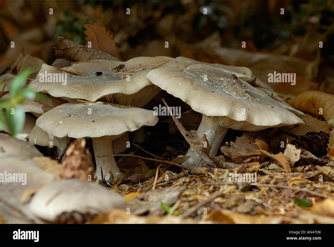 Clitocybe fungi hi-res stock photography and images - Alamy