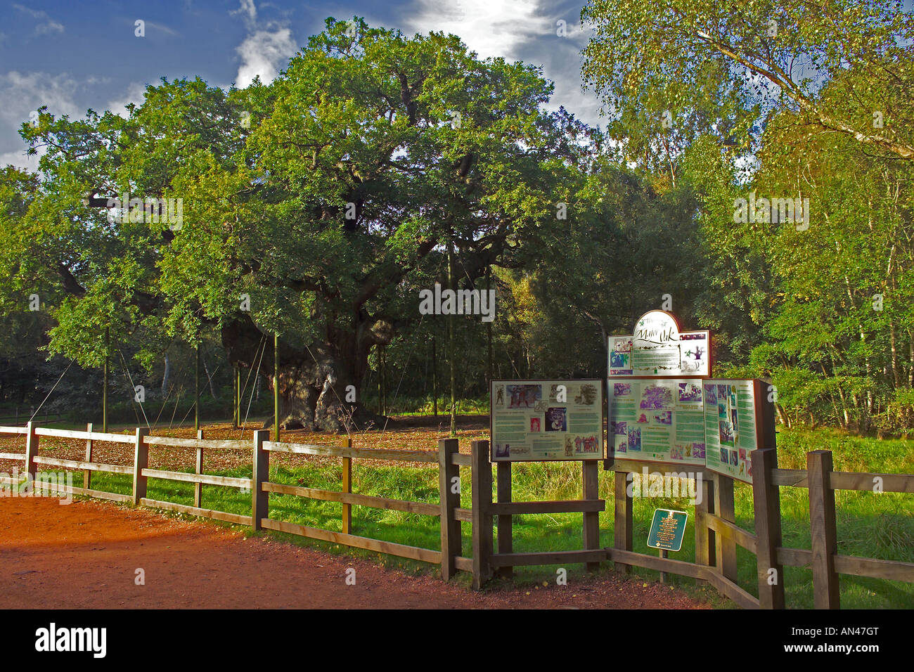 Nottingham, Sherwood Forest, 'Major Oak' Stock Photo - Alamy
