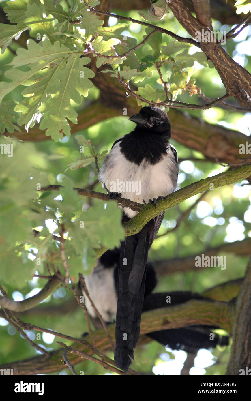 Black Billed Magpie In Tree In High Resolution Stock Photography and ...