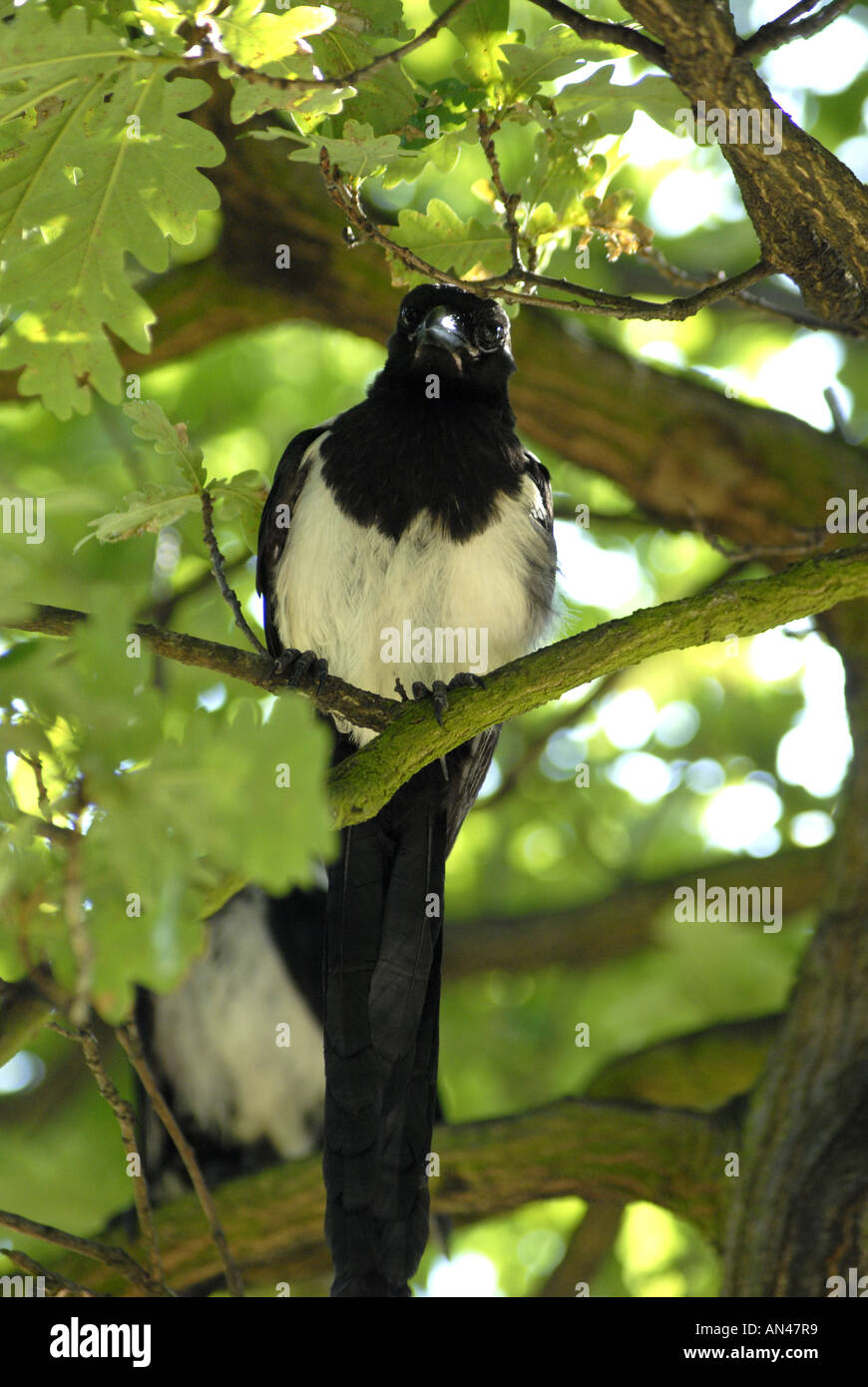 Black Billed Magpie In Tree In High Resolution Stock Photography and ...