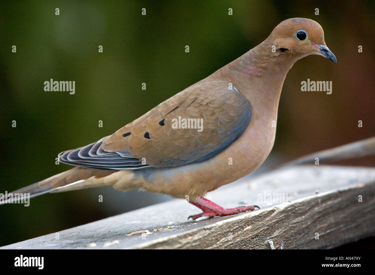 Mourning dove hi-res stock photography and images - Alamy