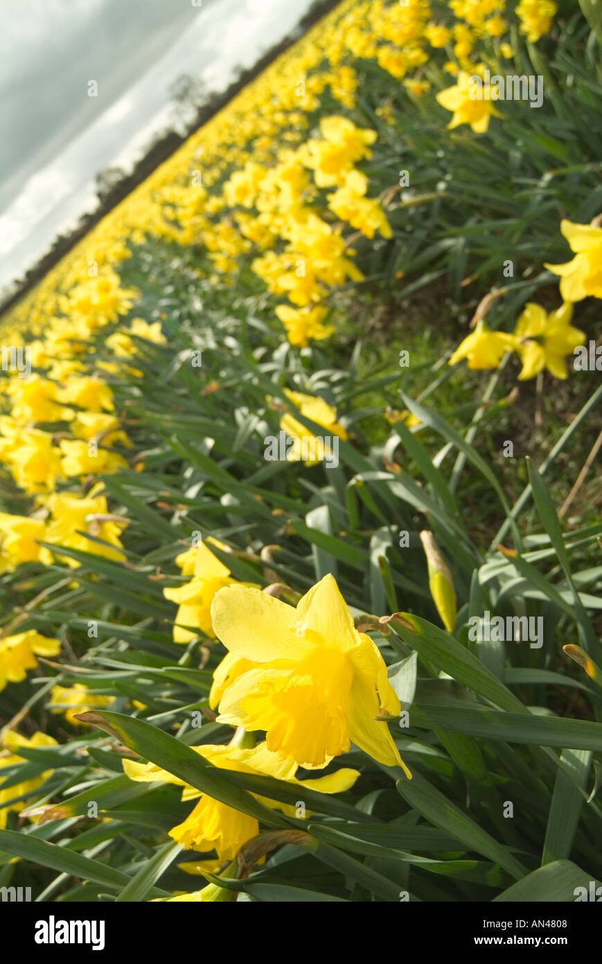 daffodil field st david day wales welsh taffy taff welsh guards flower ...
