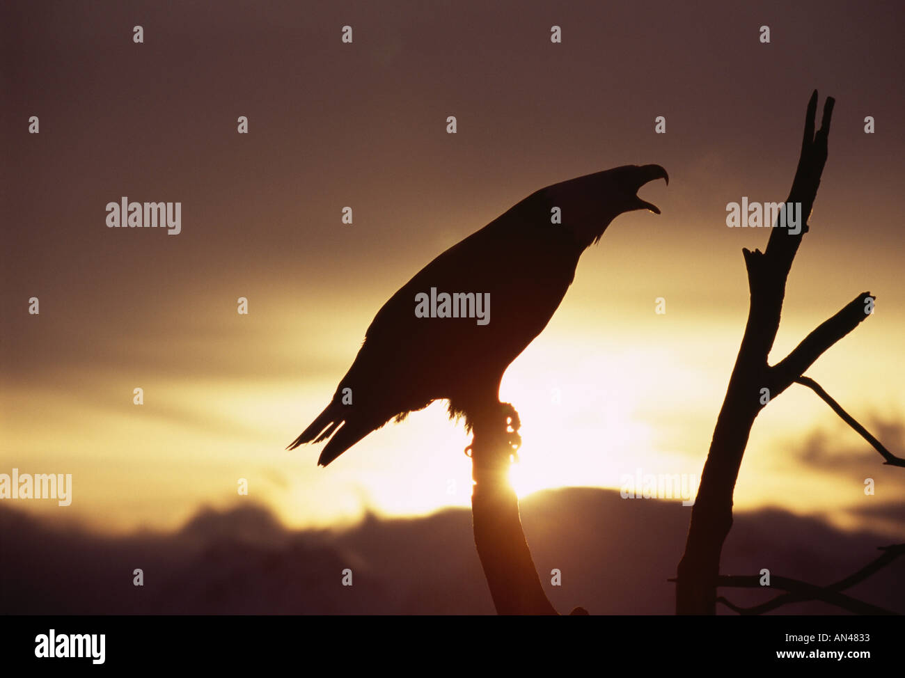 Rising eagle hi-res stock photography and images - Alamy