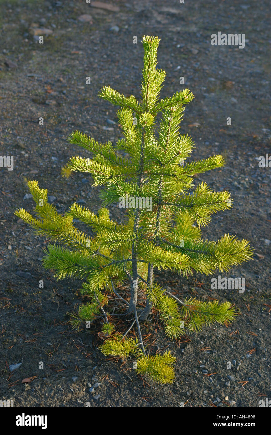 Spruce ( picea abies ) sapling , Finland Stock Photo - Alamy