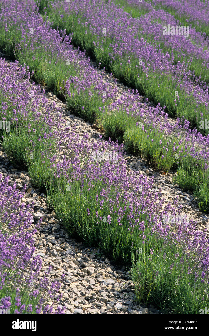 Common lavender (Lavandula angustifolia Stock Photo - Alamy