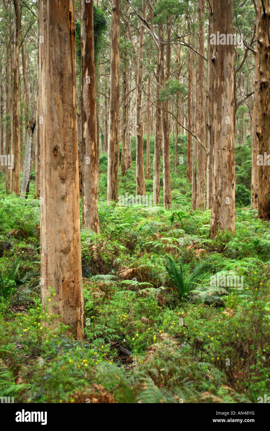 Karri forest at Boranup, Western Australia Stock Photo - Alamy