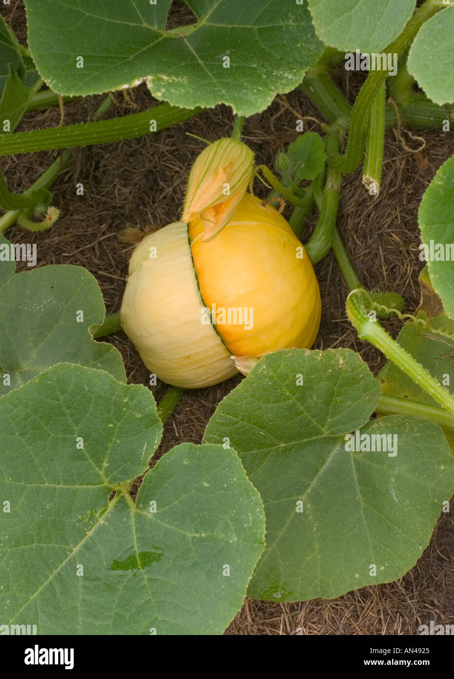 Lone pumpkin hi-res stock photography and images - Alamy