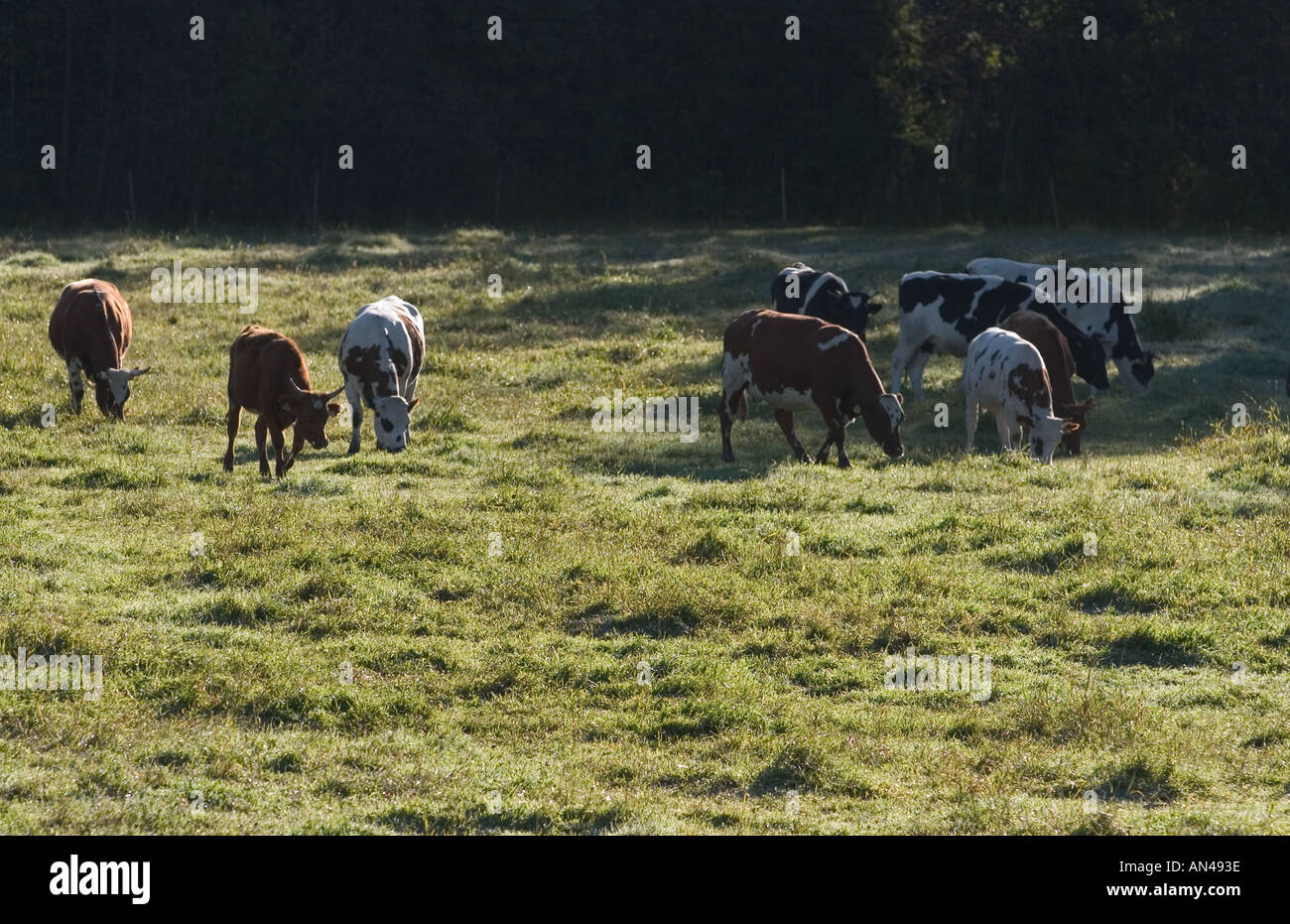 Dairy farming finland hi-res stock photography and images - Alamy