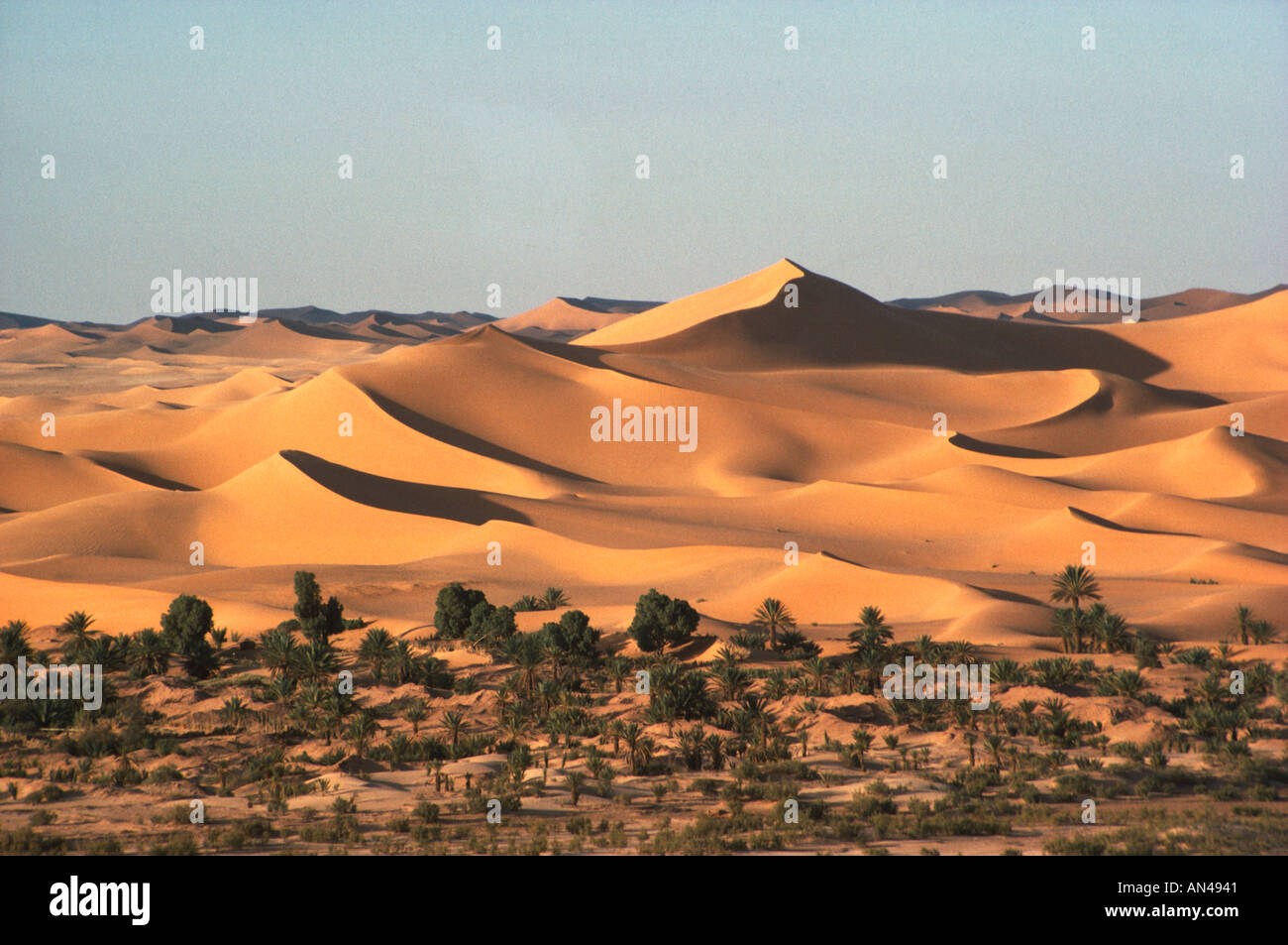 Sand Dunes and Palm Tree Oasis Sahara Desert Algeria North Africa Stock ...