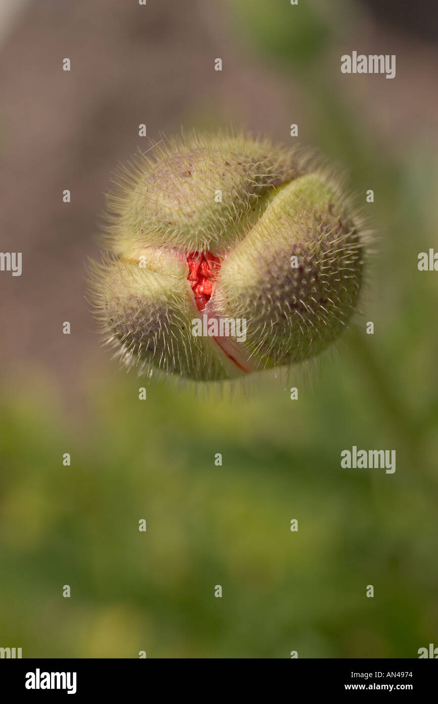 Budding point hi-res stock photography and images - Alamy