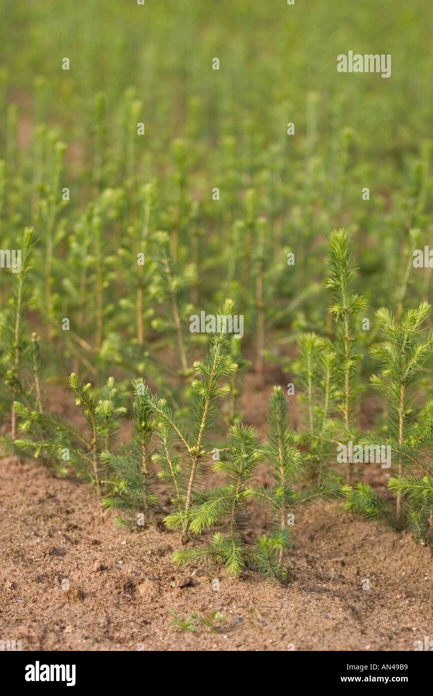 Growing spruce saplings ( picea abies ) in tree nursery at Finnish ...