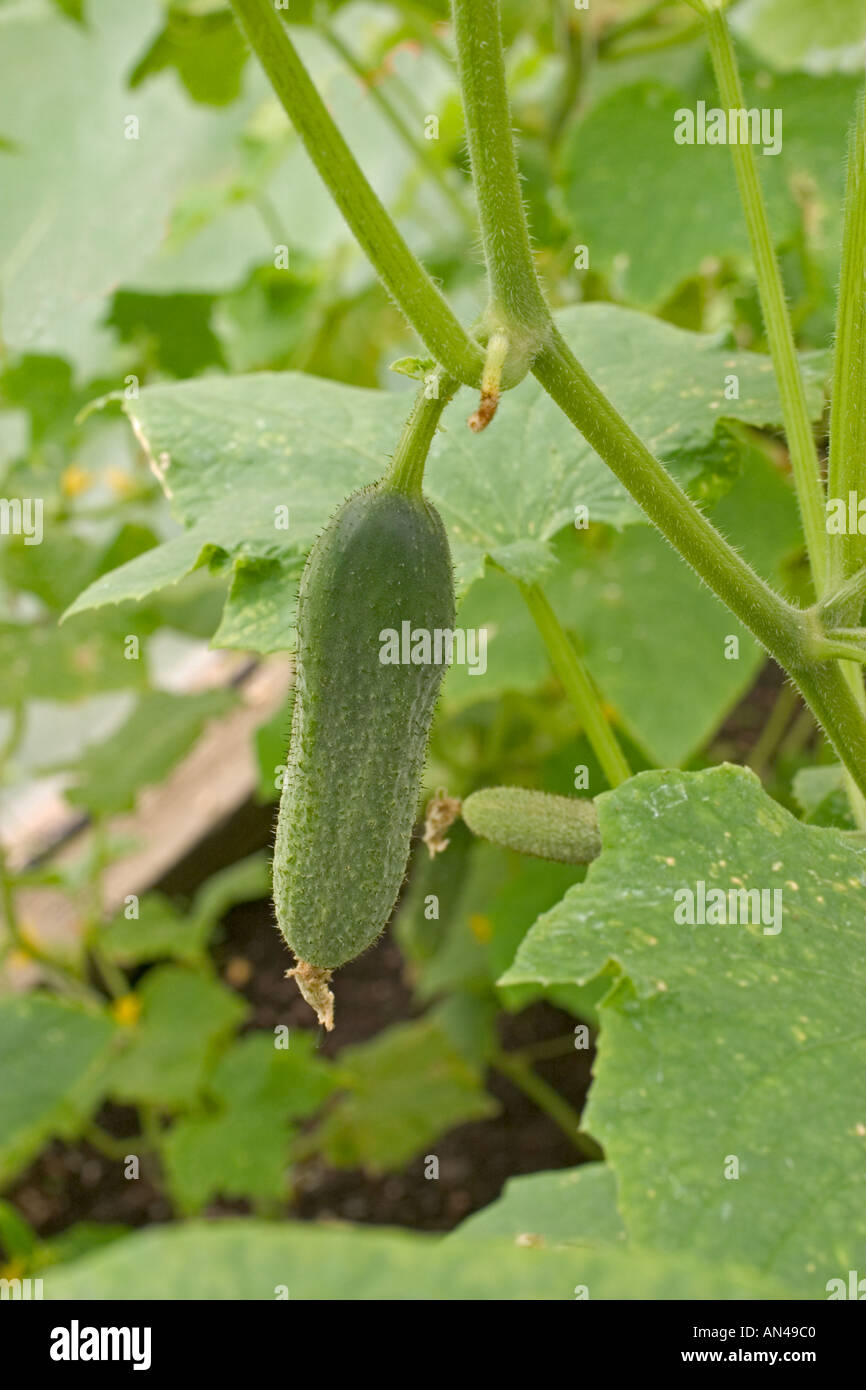 One isolated outdoor cucumber growing inside greenhouse , Finland Stock ...