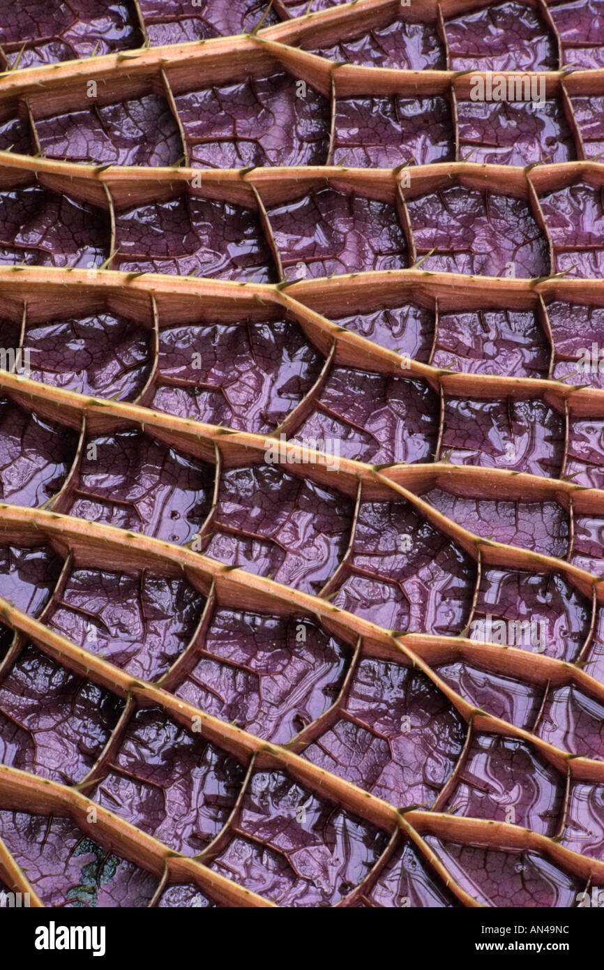 Structure with water lily leaves hi-res stock photography and images ...