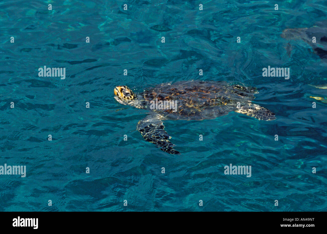 Cheloniidae genus hi-res stock photography and images - Alamy