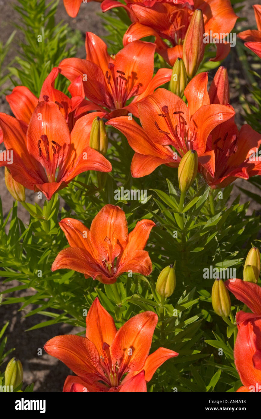 Orange colored lilies blooming Stock Photo - Alamy