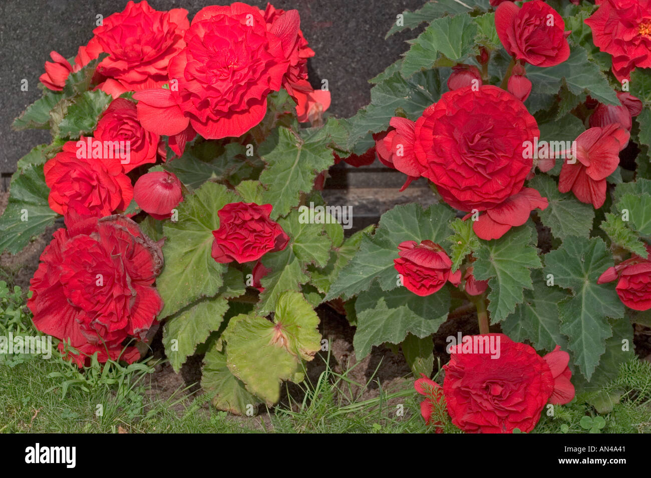 Decaying red flowers hi-res stock photography and images - Alamy