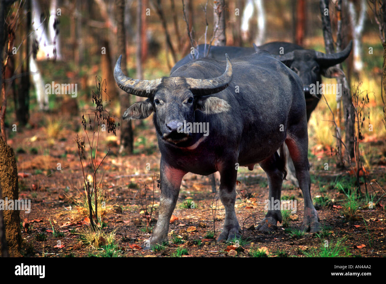 Water Buffalo Australia Stock Photos & Water Buffalo Australia Stock ...