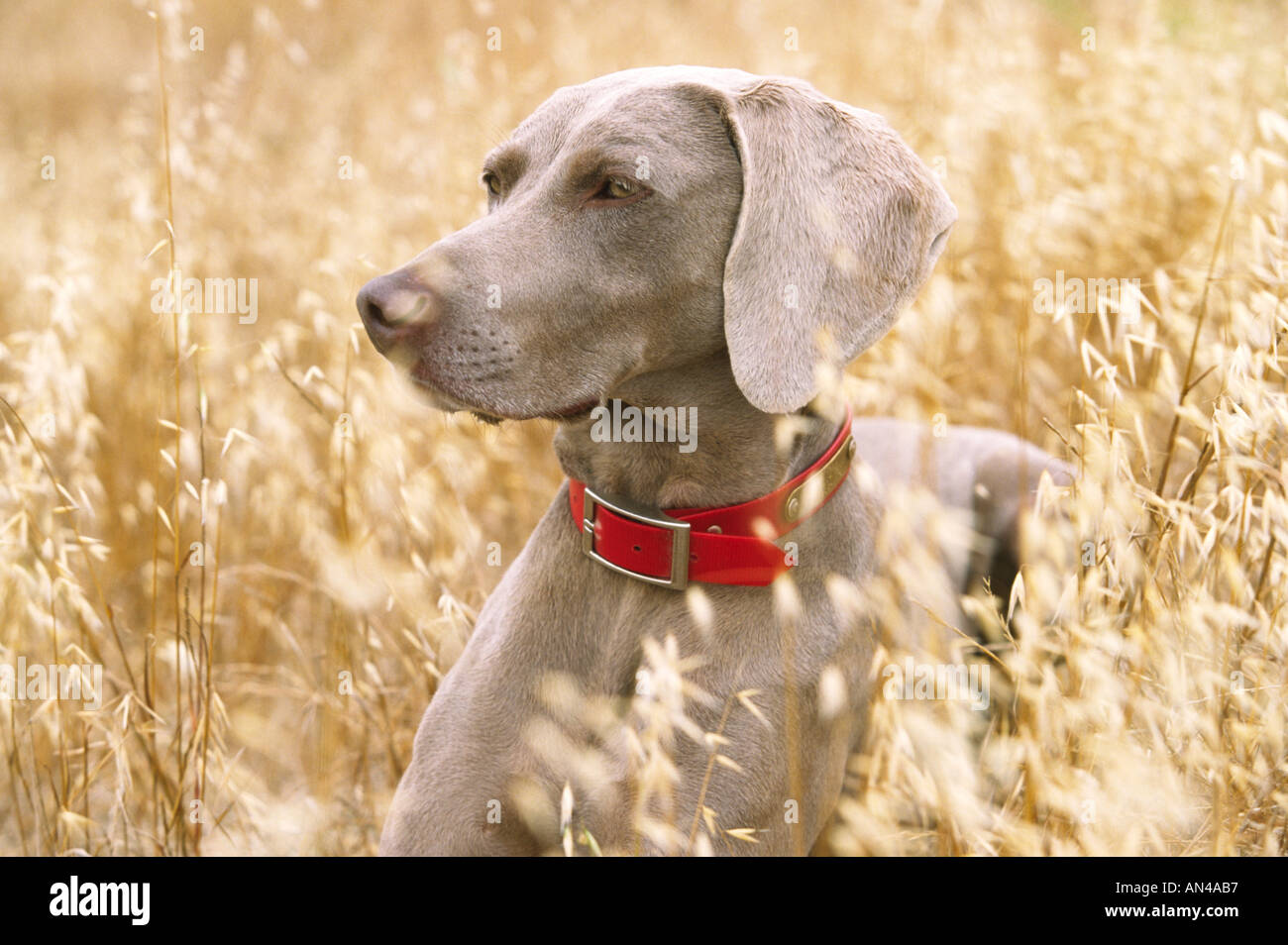 Weimaraner headshot hi-res stock photography and images - Alamy