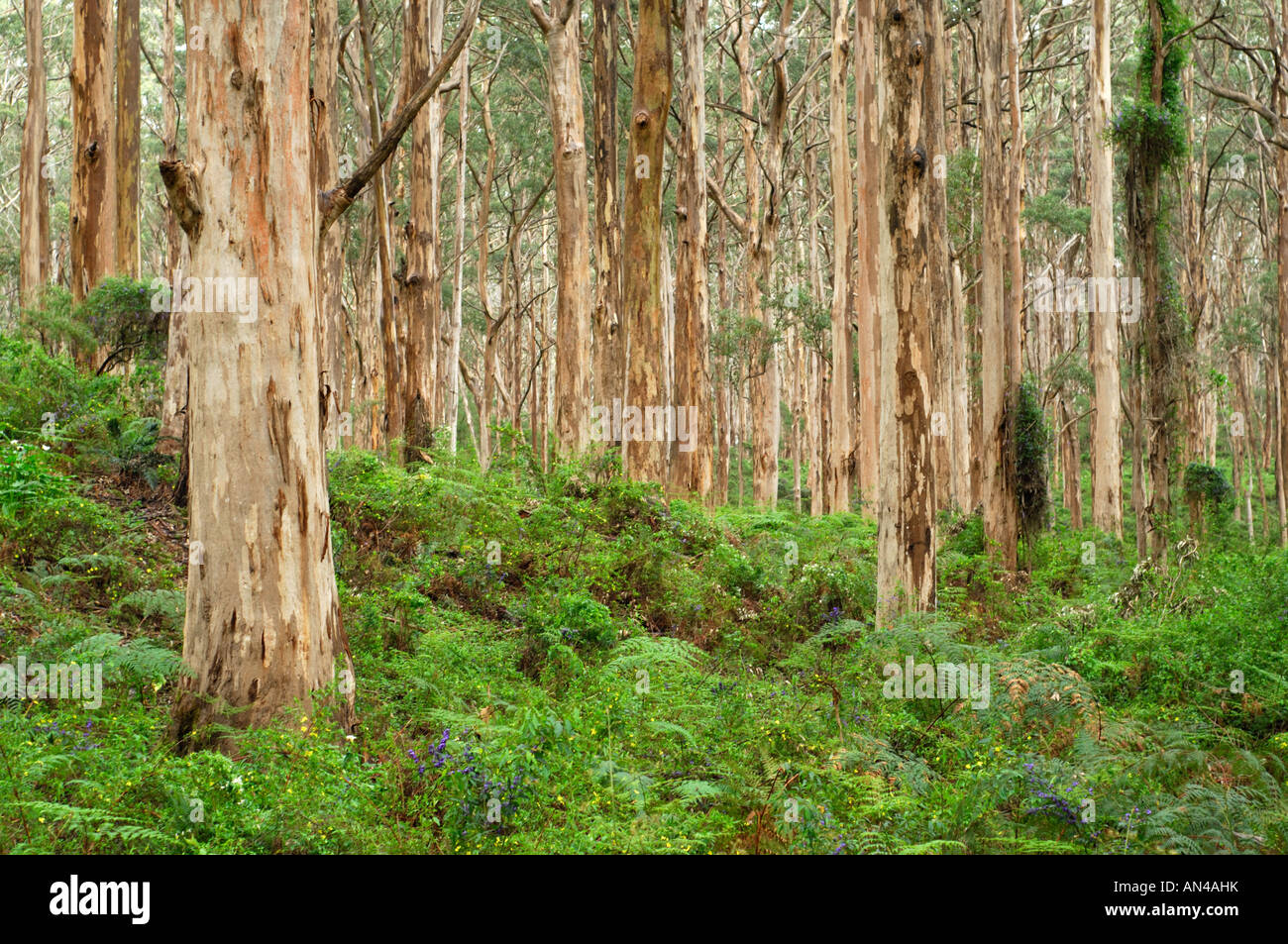 Karri forest at Boranup, Western Australia Stock Photo - Alamy