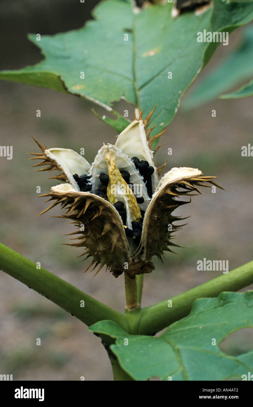 Fruit jimson weed hi-res stock photography and images - Alamy