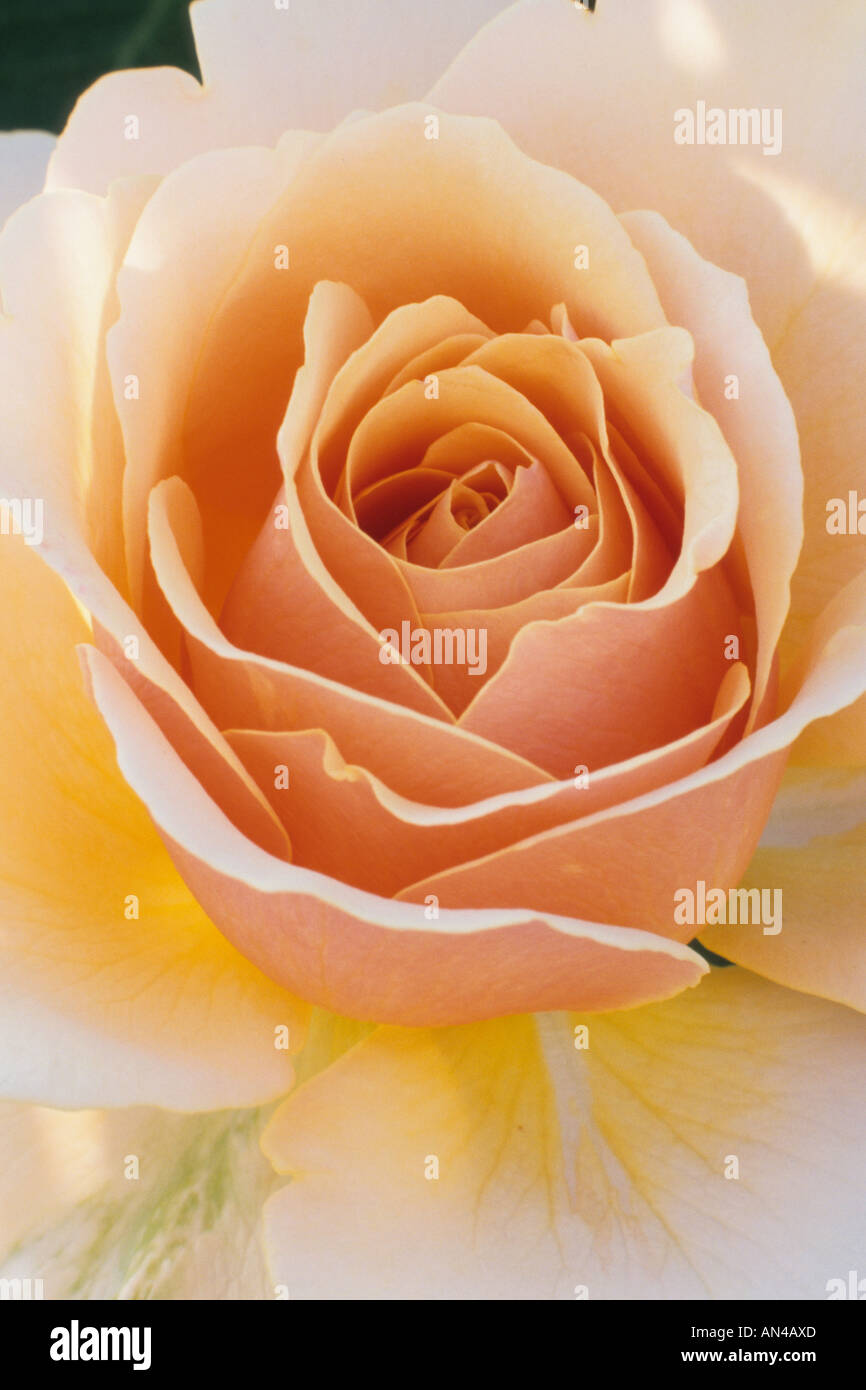 Rose (Rosa Sweet Lady Stock Photo - Alamy