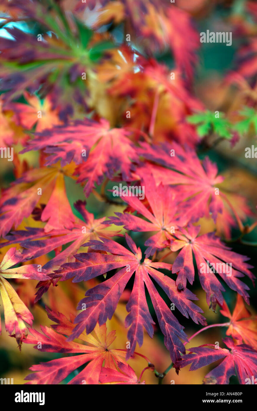 Closeup of orange yellow and fiery red coloured acer leaves during ...