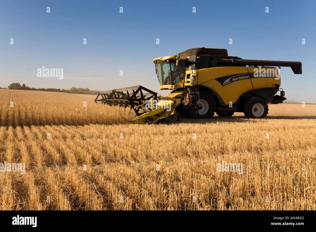 A combine harvester working in a wheat field Stock Photo - Alamy