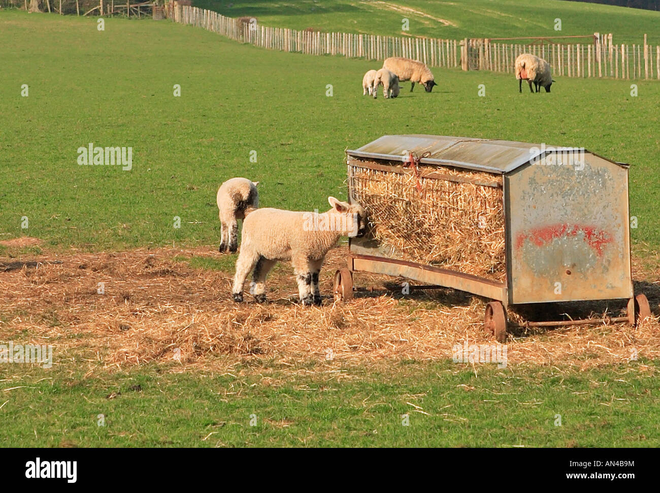 Lamb Feeding, North Downs, Kent Stock Photo - Alamy