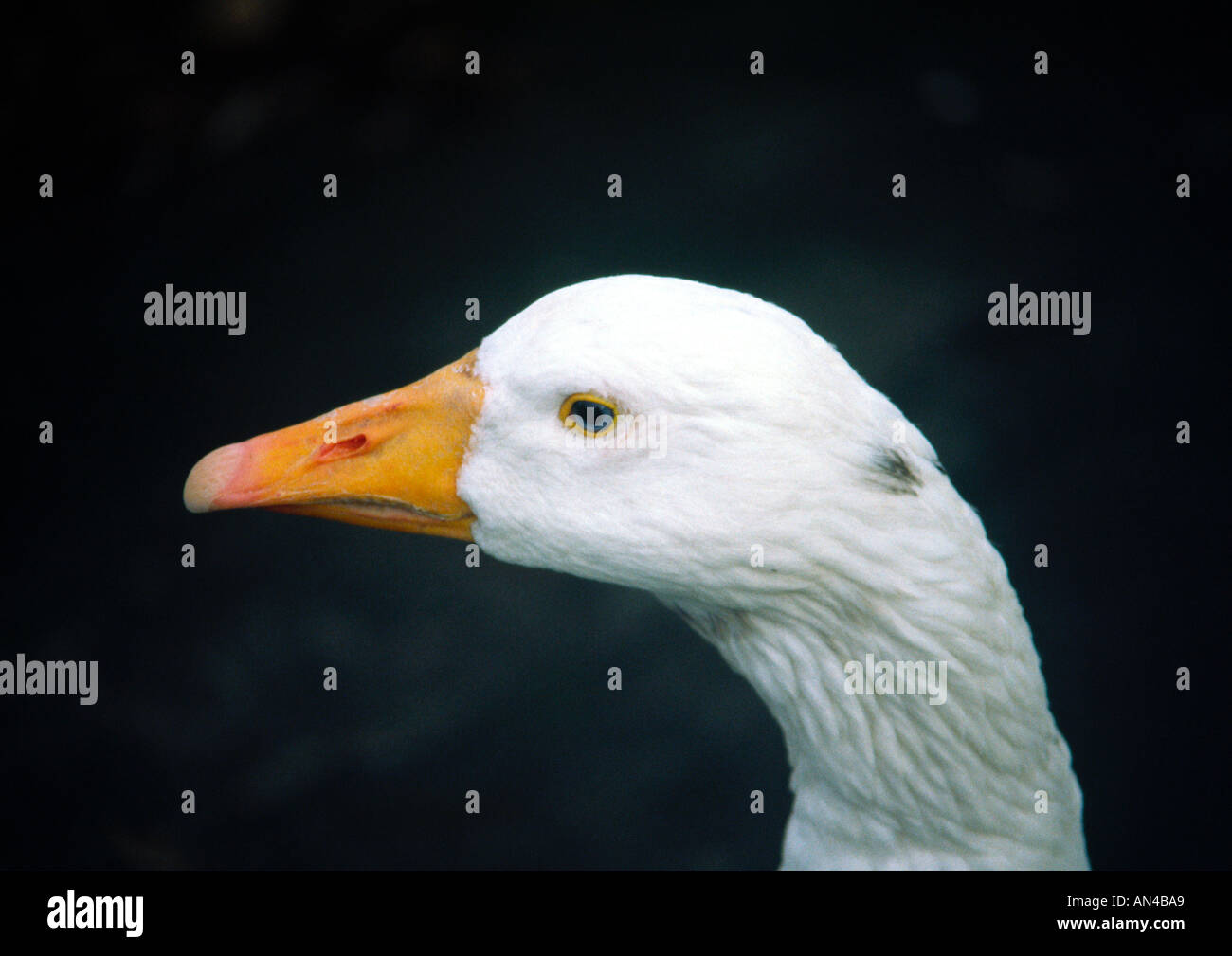 Head of feral goose Stock Photo - Alamy