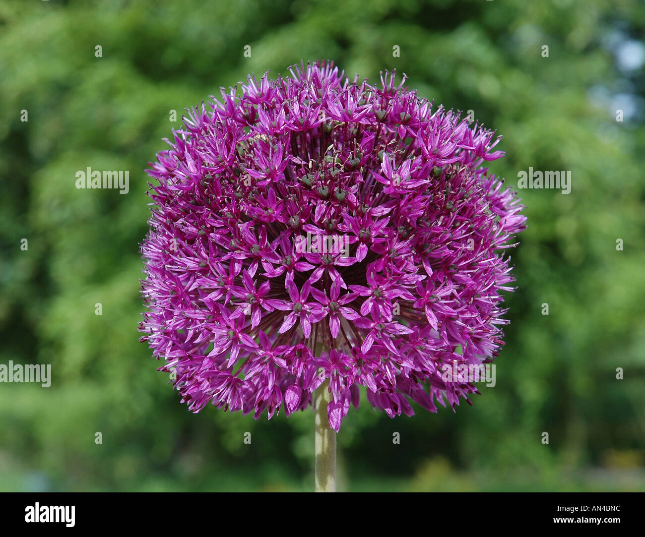 Alium giganteum - Onion Stock Photo - Alamy