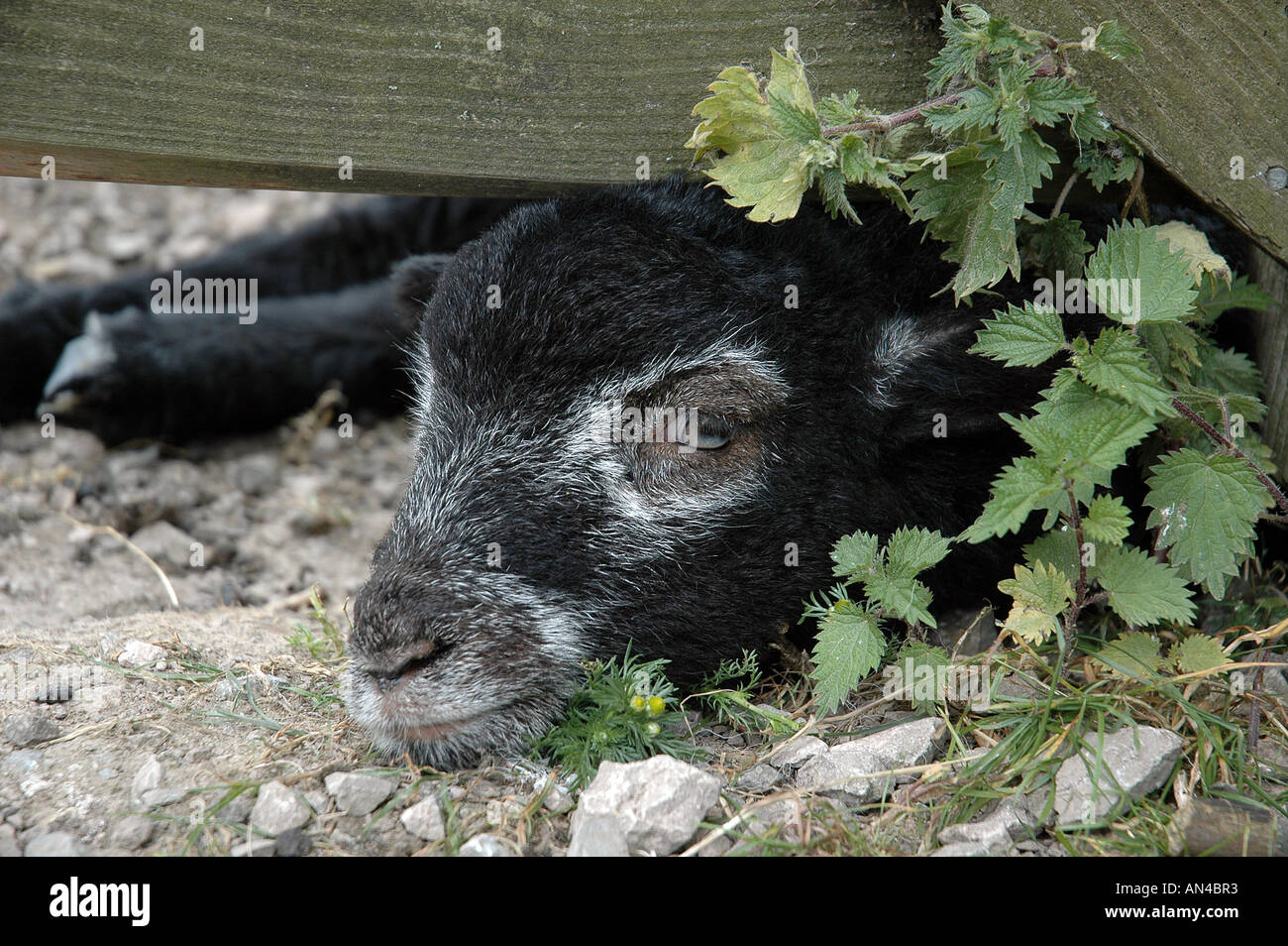 A little black lamb sleeping under a gate Stock Photo - Alamy