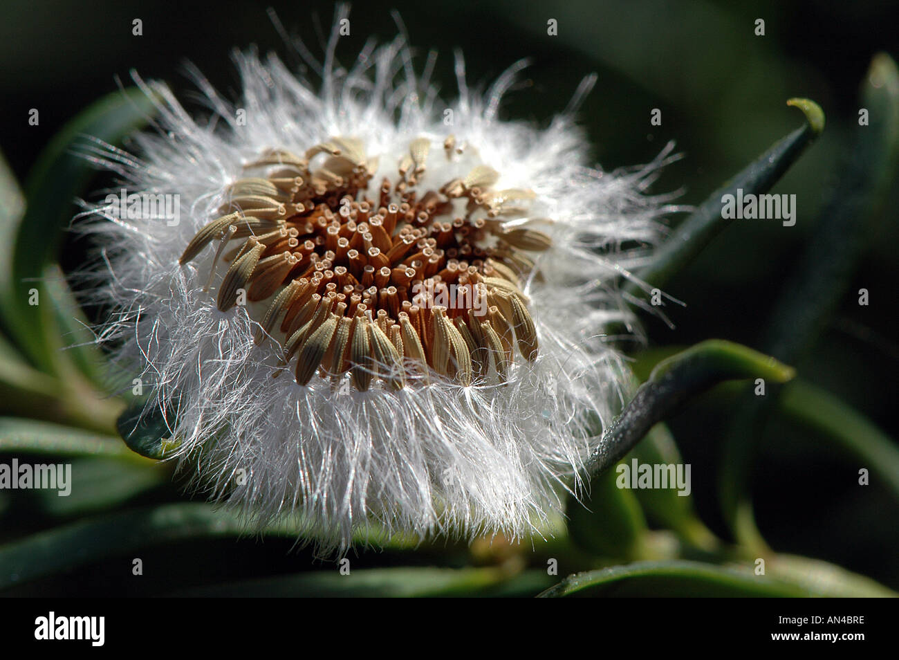 Dandelion seed germination hi-res stock photography and images - Alamy