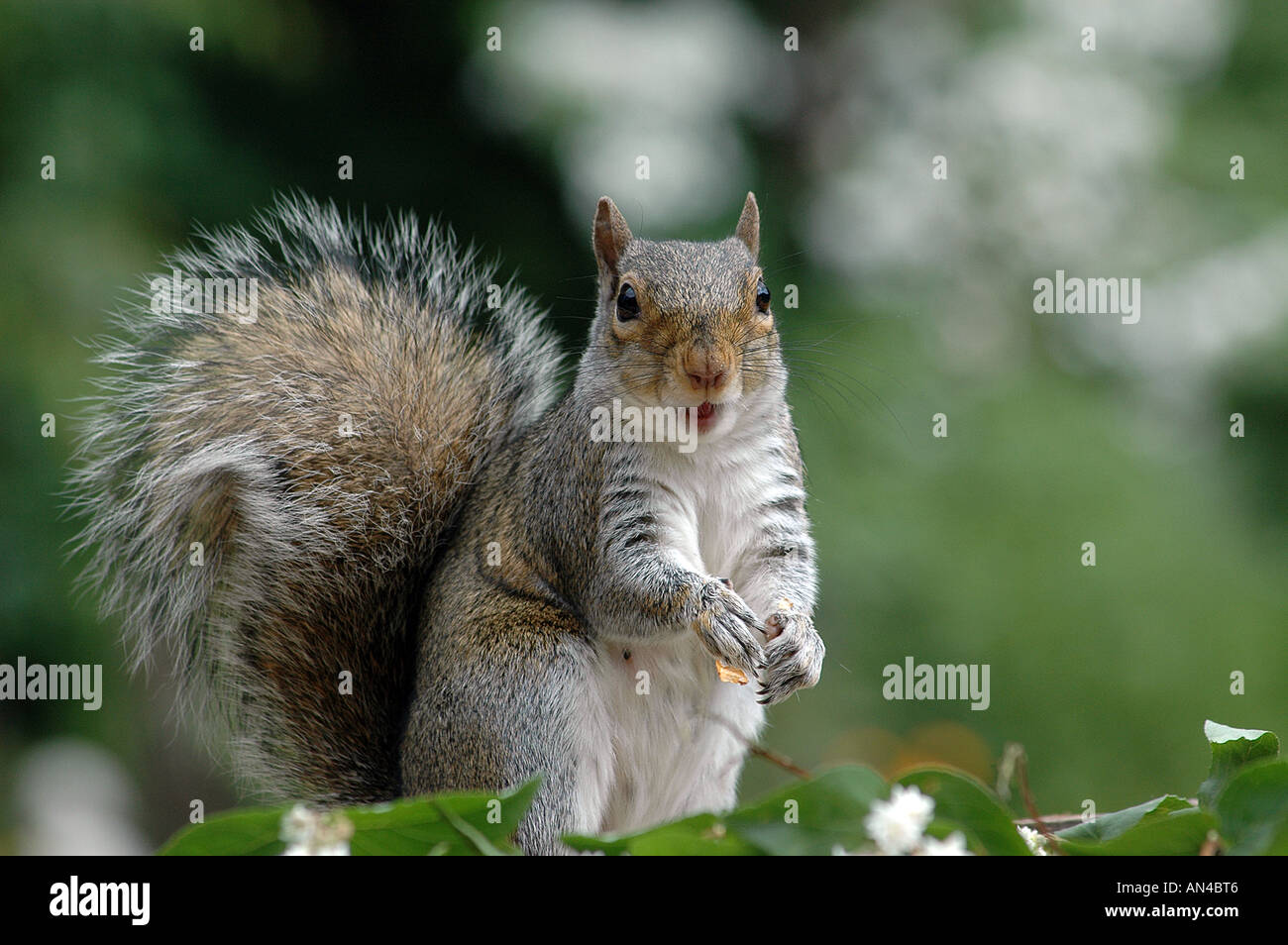 Forward facing squirrel hi-res stock photography and images - Alamy