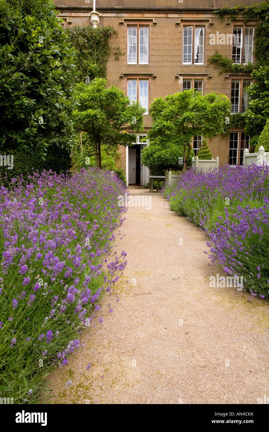 Holker Hall, Cumbria, Lavender path Stock Photo - Alamy