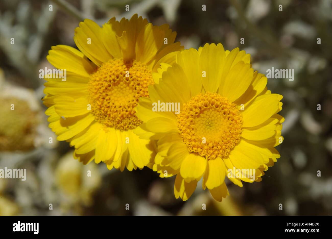 Arizona USA Sonoran Flora Fauna Desert marigold Stock Photo - Alamy