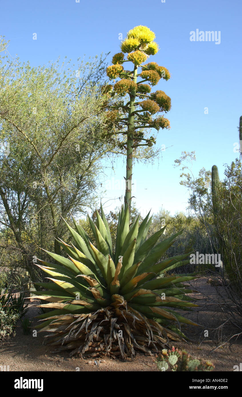 Agave Century Plant agave attenuata at Desert Botanical Museum Phoenix ...