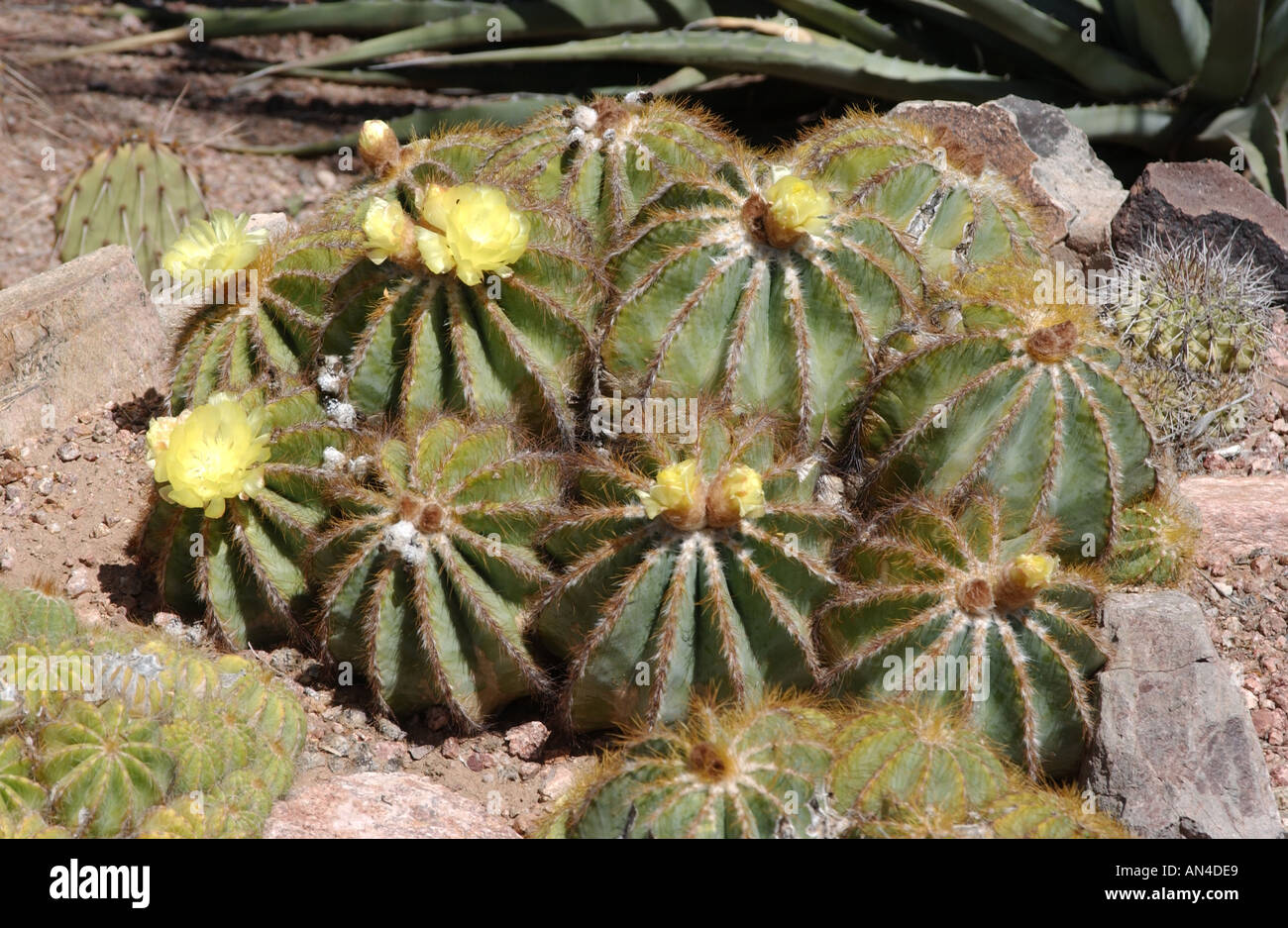 Compass Cactus Stock Photos & Compass Cactus Stock Images - Alamy