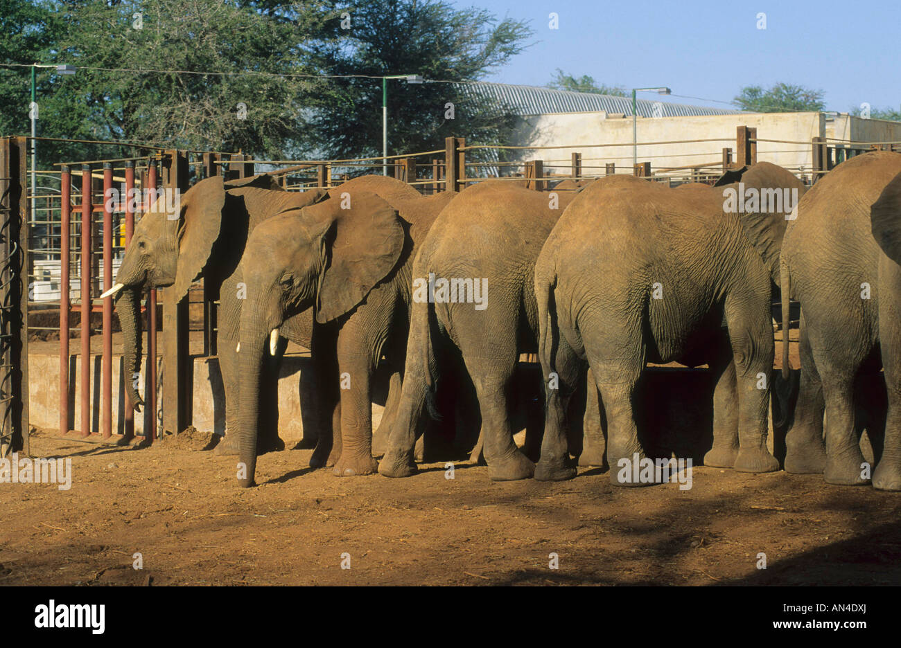 Elephant calves orphaned in annual culling operation awaiting ...