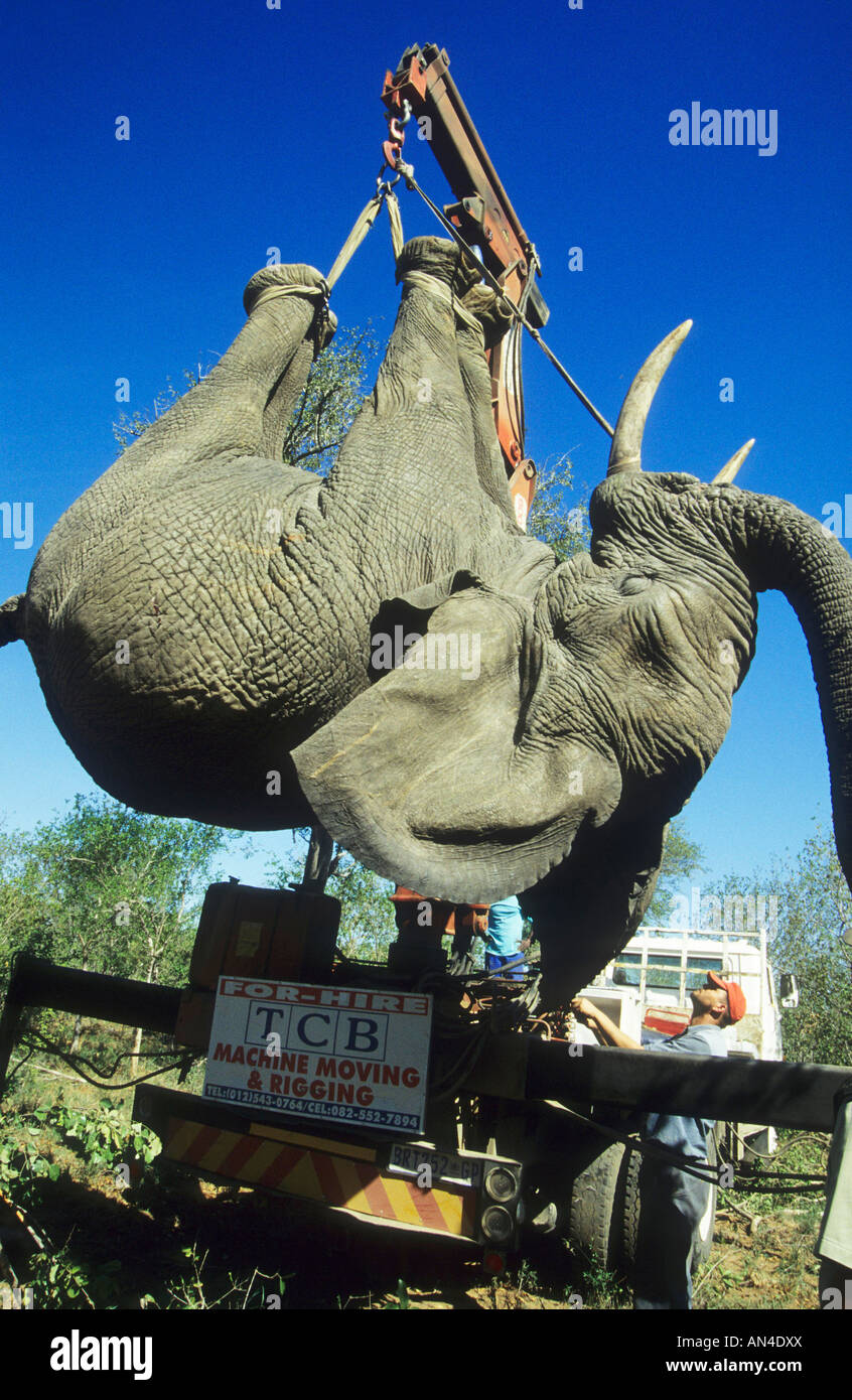 A game capture team hoists a sedated elephant with a crane in to ...